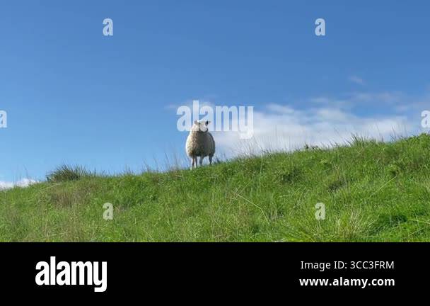A sheep standing on top of a dike, in the countryside of The ...
