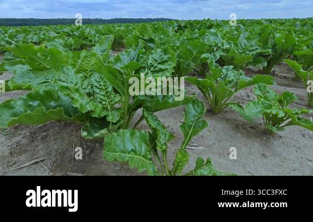 A thriving sugar beet plantation in a rural setting, showcasing rows of ...