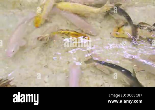 Different colored goldfish Stock Videos & Footage - HD and 4K Video ...