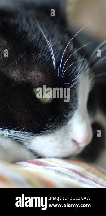 Cat's hair on a surface Stock Videos & Footage - HD and 4K Video Clips ...