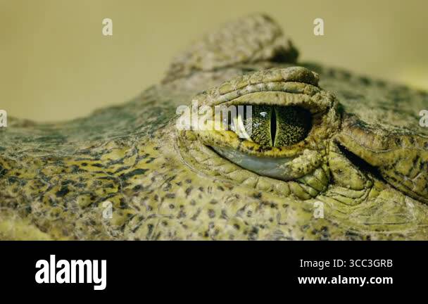 Extreme close-up of a blinking crocodile eye with slit pupil and scaly ...