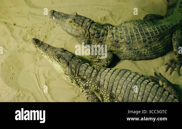 Close-up of two caimans lying on sandy ground, showing their textured ...
