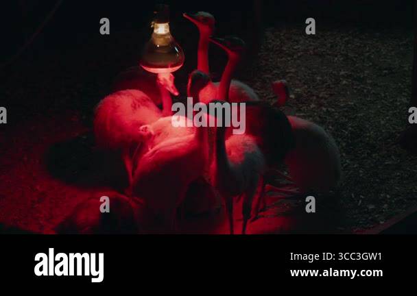 Group of fluffy ostrich chicks huddle under a heat lamp at night ...
