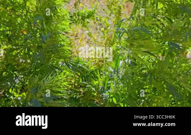 Lush green hemp bush growing in a natural environment under warm ...
