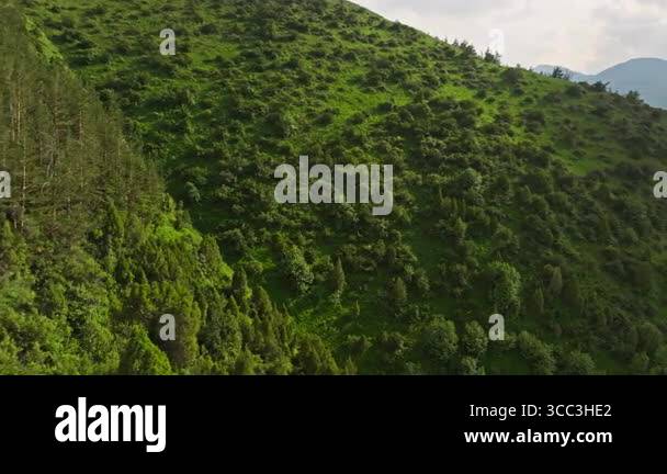 Drone view of steep green forested slope in mountain gorge of ...