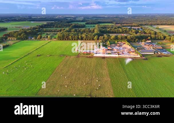Dairy farm in green fields. Dairy farm with grazing cows surrounded by ...
