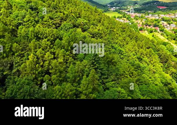 Green forest by a quaint village. A vibrant forest stretches across the ...