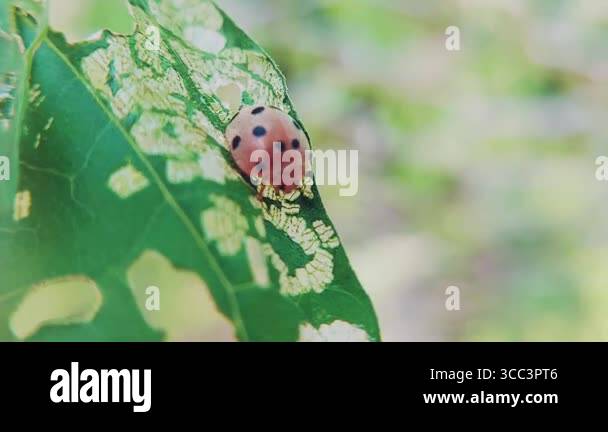 Closeup View of Yellow Ladybug Larvae with Black Spots on Pest-Damaged ...