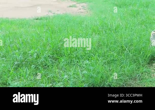 Closeup Slow Motion View of Wild Dakhni Partridge with Chicks Taking ...