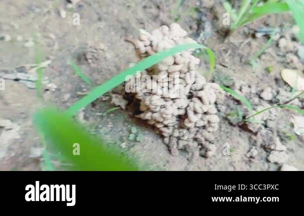 Mound of soil Stock Videos & Footage - HD and 4K Video Clips - Alamy