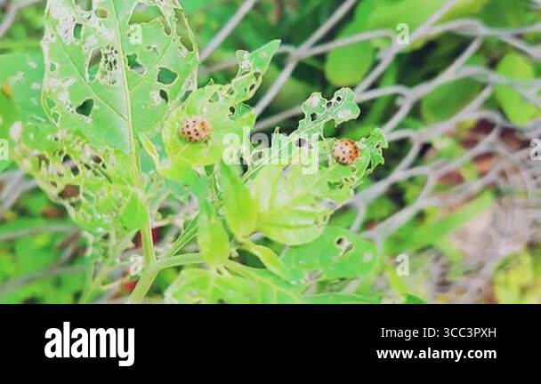 Closeup View of Yellow Ladybug Larvae with Black Spots on Pest-Damaged ...