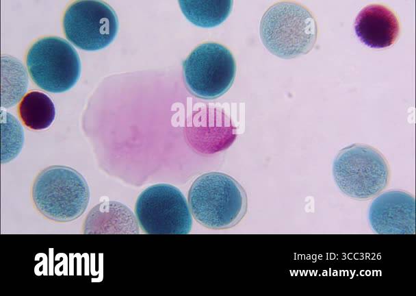 Microscope Video of Pollen Patty Whole Mount at 400x Magnification ...