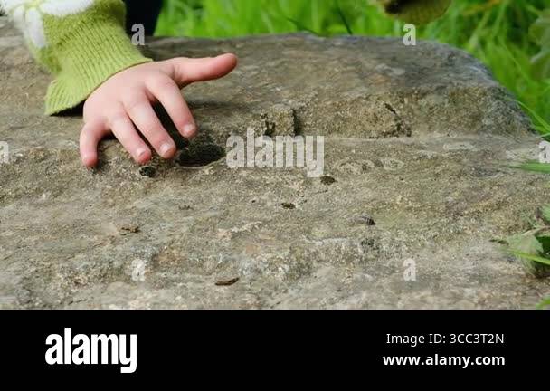 A child is touching a rock with their hands. The rock is grey and has a ...