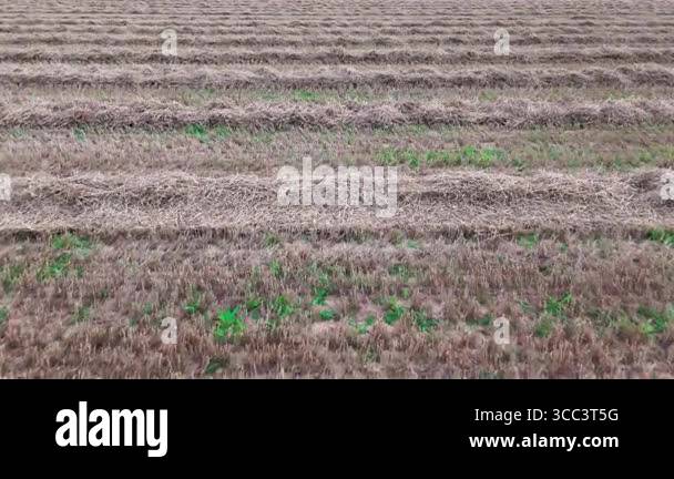 Harvested wheat fields with emerging green growth in early springtime ...