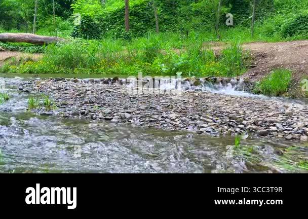 Peaceful shallow forest stream flows over pebbles and stones, ideal for ...