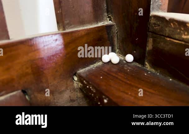 Hidden Lizard Eggs Found Inside Home Furniture Stock Video Footage - Alamy