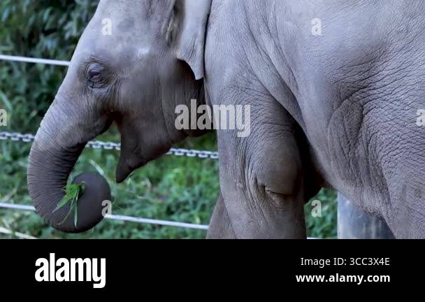 Elephant using trunk to eat grass Stock Video Footage - Alamy