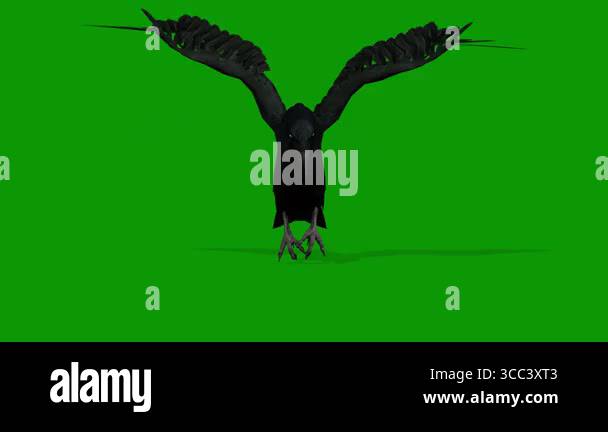 3D Realistic Black Crow Animation on Green Screen Front Side Stock ...