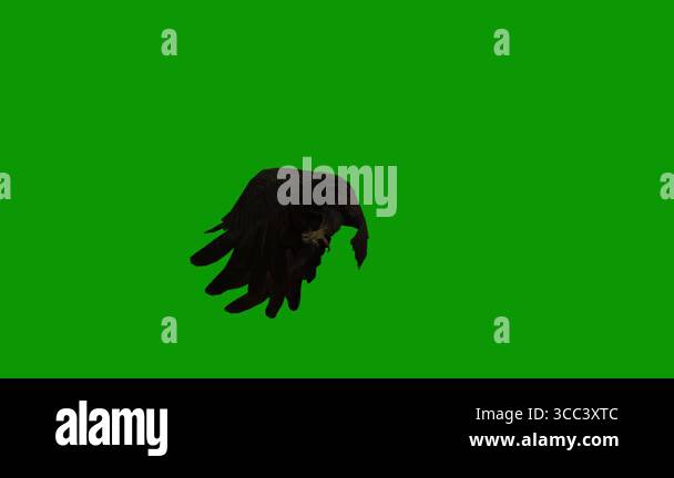 Buzzard Attack Scene Left 3D Animation on Isolated Green Screen Stock ...