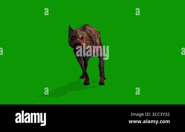 Scary Dog on Green Screen Waiting Front 3D Rendering Animation Zpmbie ...