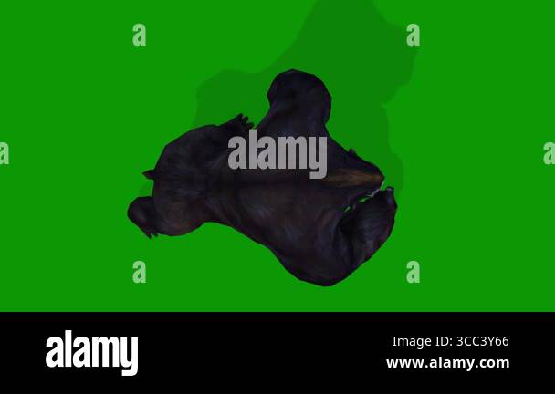 3D Angry Gorilla Walking Overhead Shot Green Screen Stock Video Footage ...