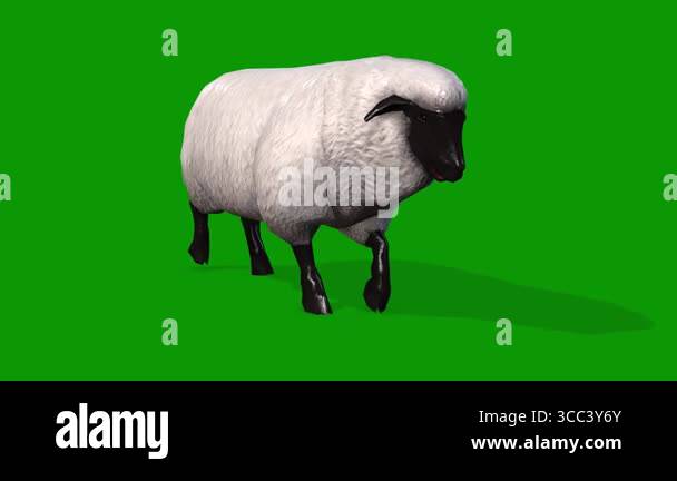 3D Animated Cute Sheep Walking Forward Green Screen-Loopable Clip Stock ...