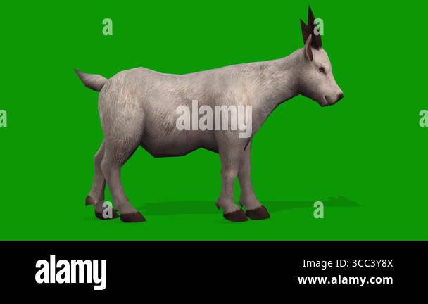 3D Goat idle Scene From Right Side-Green Screen Animation-Loopable ...