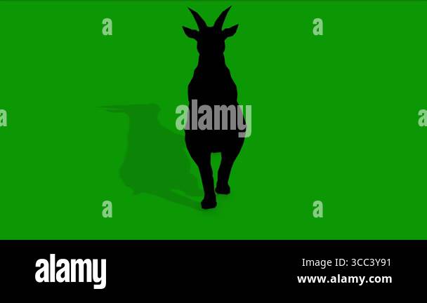 3D Fresh Black Goat idle Scene From Back-Hand Drawn-Green Screen-Loop ...