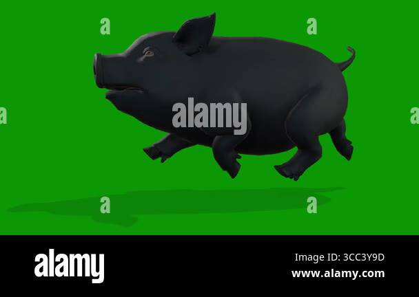 High Quality 3D Black Colour Pig Running Fast From Left On Green Screen ...
