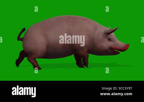 Realistic 3D Cute Pig Walking Right View on Green Screen-Loop Animation ...