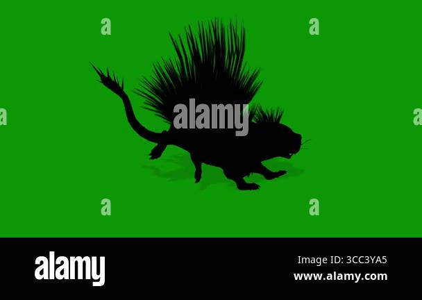 Black Cape Porcupine Silhouette Running Right Camera Green Screen ...