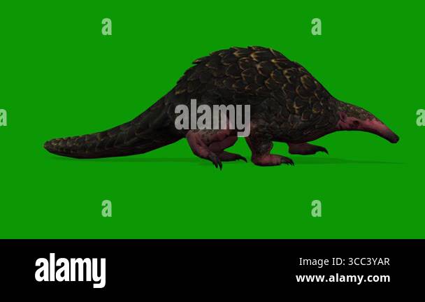 3D Pangolin Slow Walking Right Side On Green Screen Wildlife Animation ...