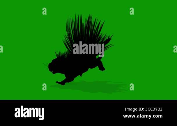 Black Cape Porcupine Silhouette Running Left Camera Green Screen ...
