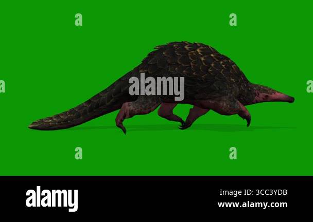 3D Pangolin Run Fast Right Side On Green Screen Wildlife Animation ...