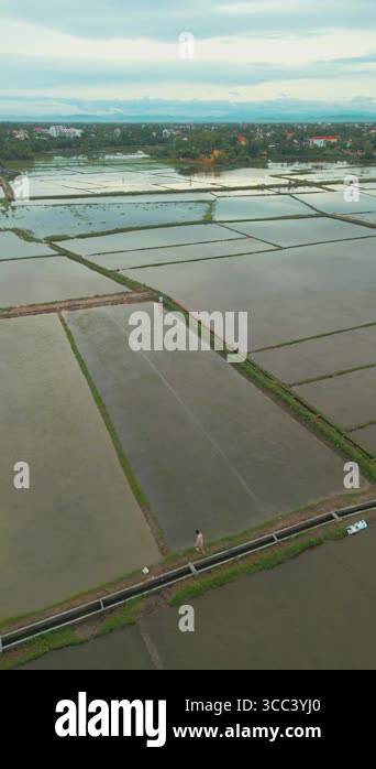 aerial view of flooded ricefields in Hoi An Vietnam, lush agriculture ...
