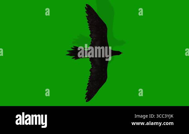 3D Falcon Flying From Sky Scene Bird Animation on Green Screen Stock ...