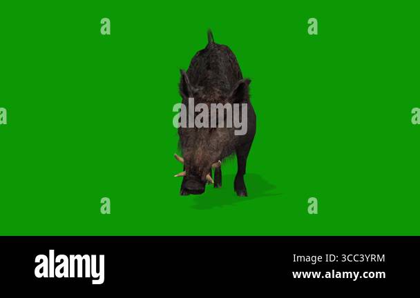 Realistic Boar Eating Scene Animation on Green Screen-Front View Render ...