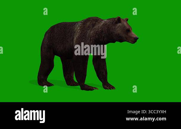 3d bear animation Stock Videos & Footage - HD and 4K Video Clips - Alamy