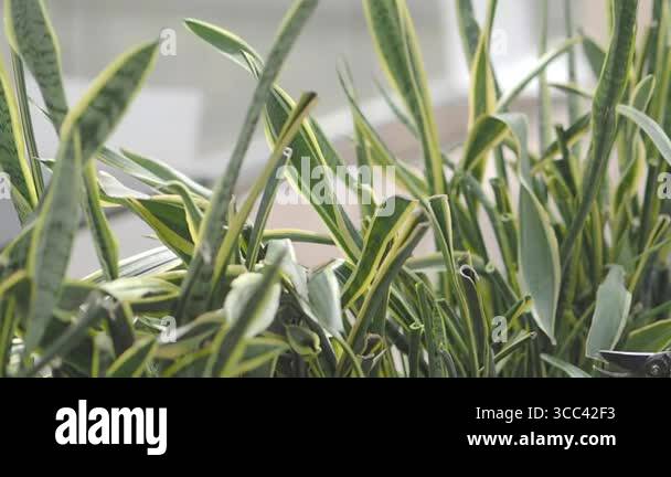 caring for snake plants, pruning and maintenance Stock Video Footage ...
