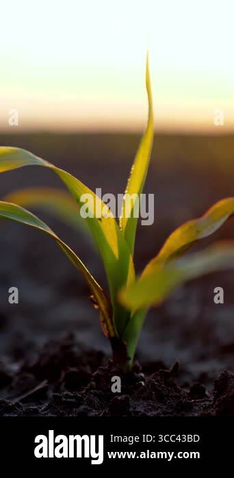 Corn growing. young green corn. close-up. Corn seedlings are growing in ...