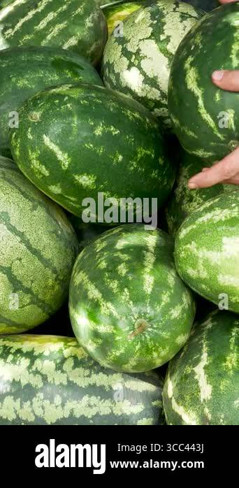 Mens hands shift watermelons, choose a ripe watermelon on the market ...