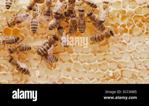 Bees swarming on honeycomb, extreme macro footage. Insects working in ...