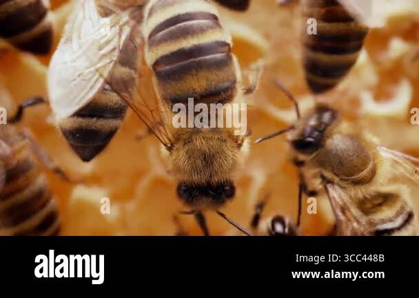Bees swarming on honeycomb, extreme macro footage. Insects working in ...