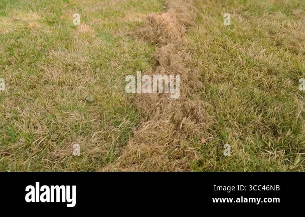 Lawn grass after winter. Rake the lawn. High quality FullHD footage ...