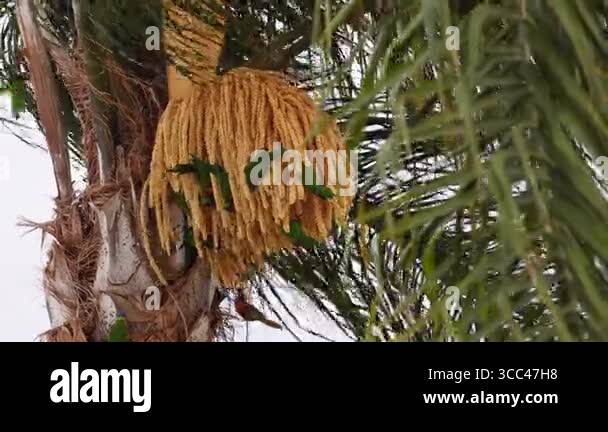 Colorful bird eating among palm fronds Stock Video Footage - Alamy