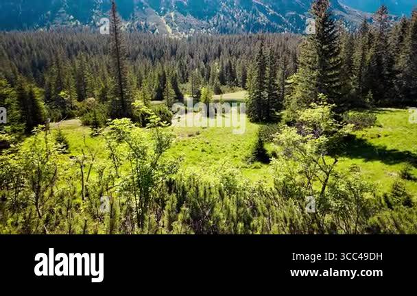 Aerial footage of a green forest clearing surrounded by tall pine trees ...