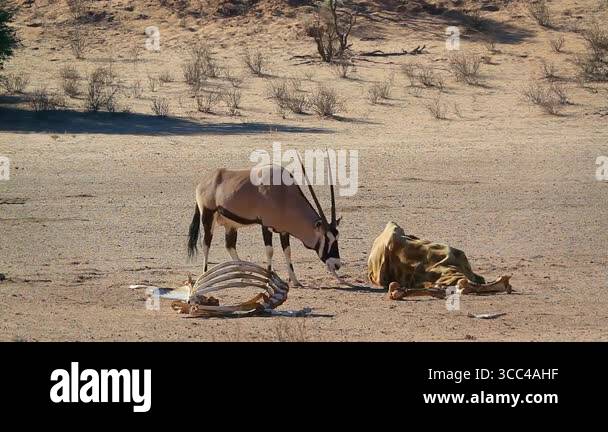 South African Oryx chewing bone of dead giraffe carcass in Kgalagadi ...