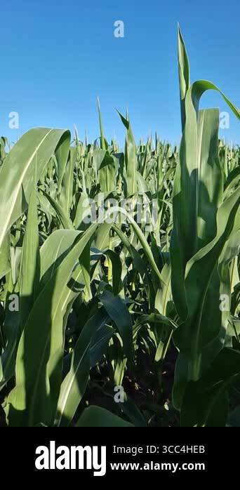 Tall green corn. Field with green corn foliage close-up. Selective ...