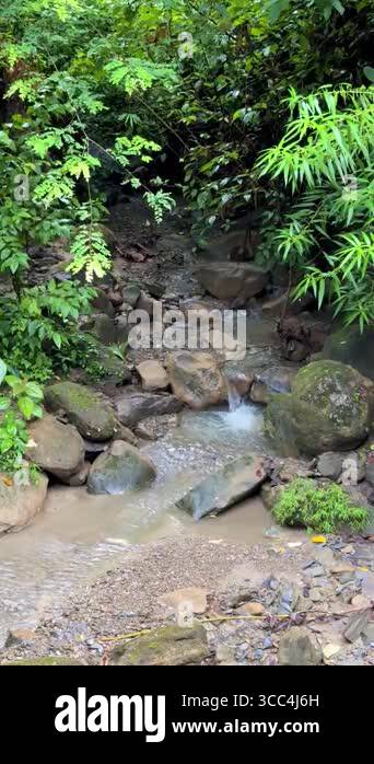 Small jungle waterfall flows gently through lush tropical forest ...