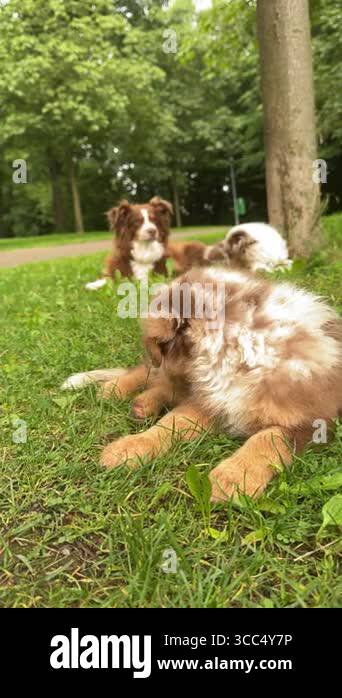 Two incredibly adorable dogs are relaxing peacefully while lying on ...